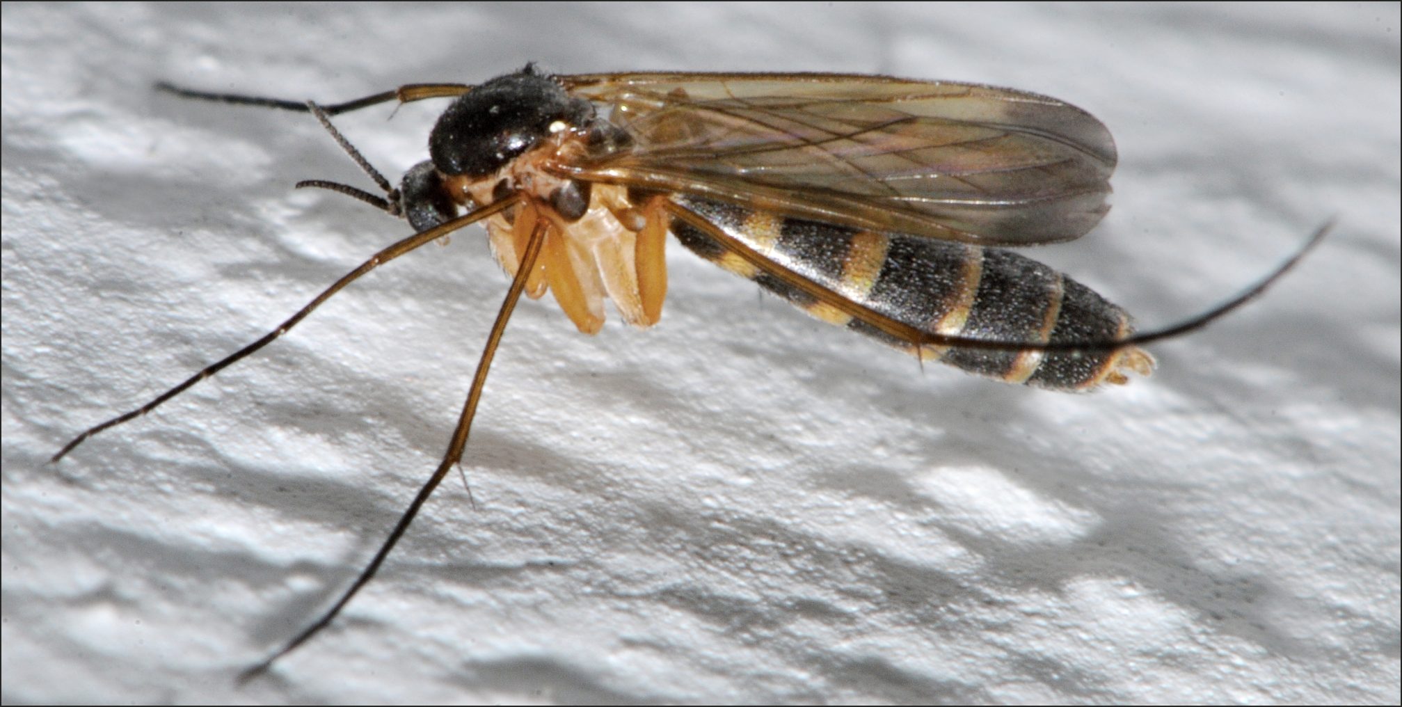Diptera.info - Discussion Forum: Keroplatidae_Orfeliini (female)